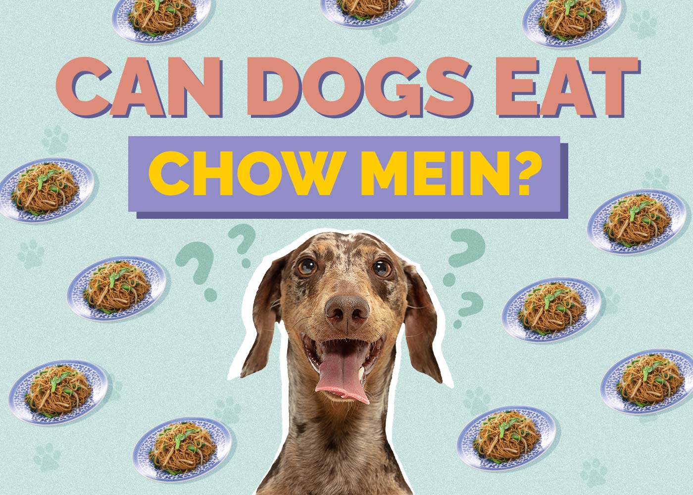 Can Dogs Eat Chow Mein? Vet Approved Facts & FAQ | Hepper