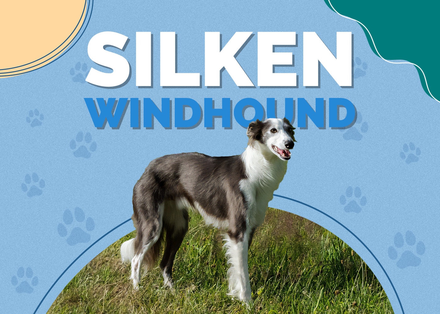 Silken Windhound Dog Breed: Info, Pictures, Traits & Facts | Hepper