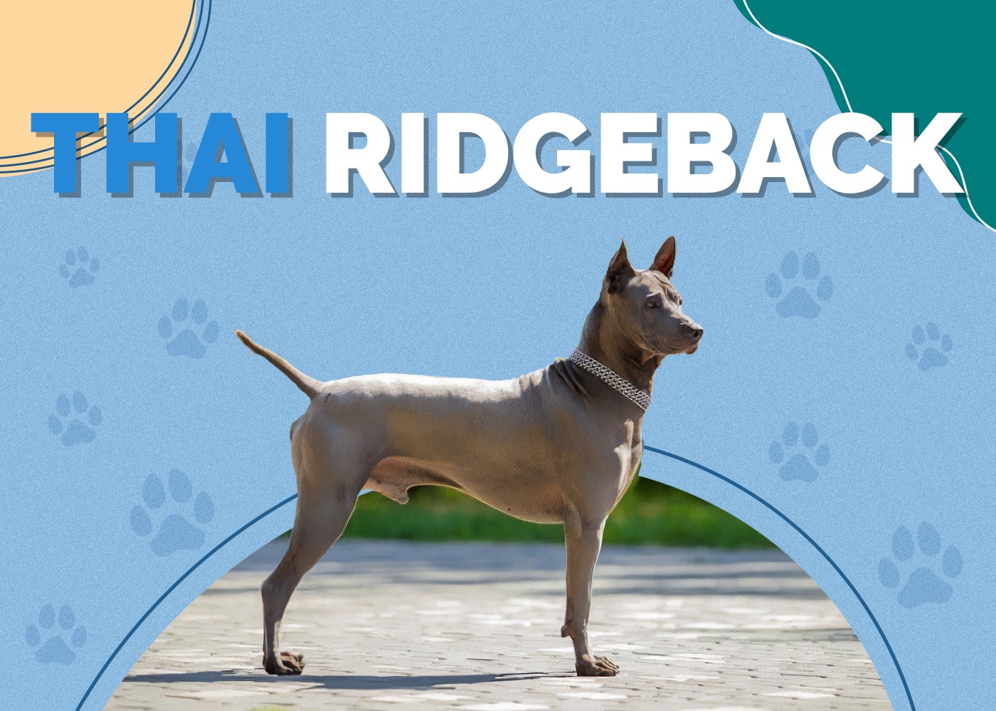 Thai Ridgeback | Dog Breed Info: Pictures, Traits & Facts | Hepper