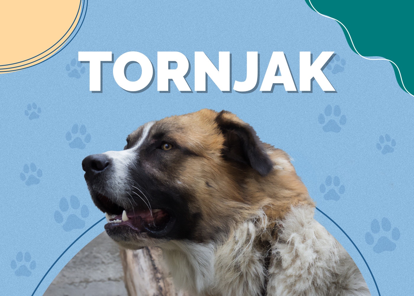 Tornjak Dog Breed Info: Pictures, Characteristics & Facts | Hepper