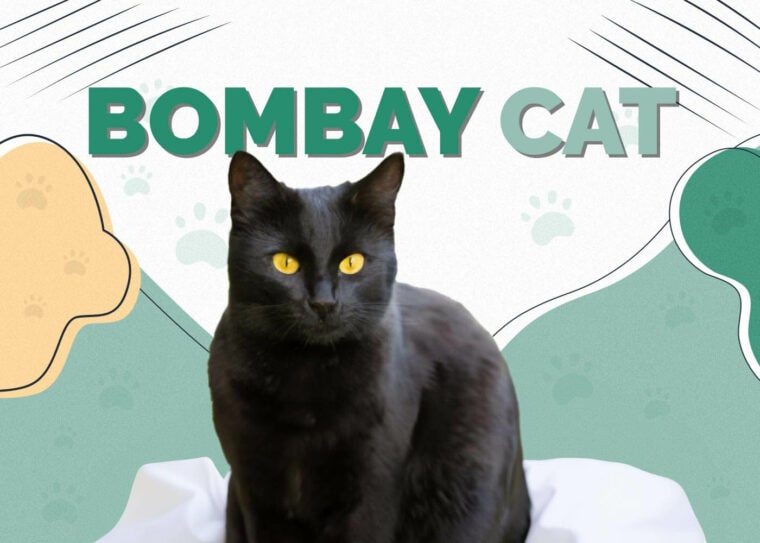 Bombay Cat: Info, Pictures, Traits & Facts | Hepper