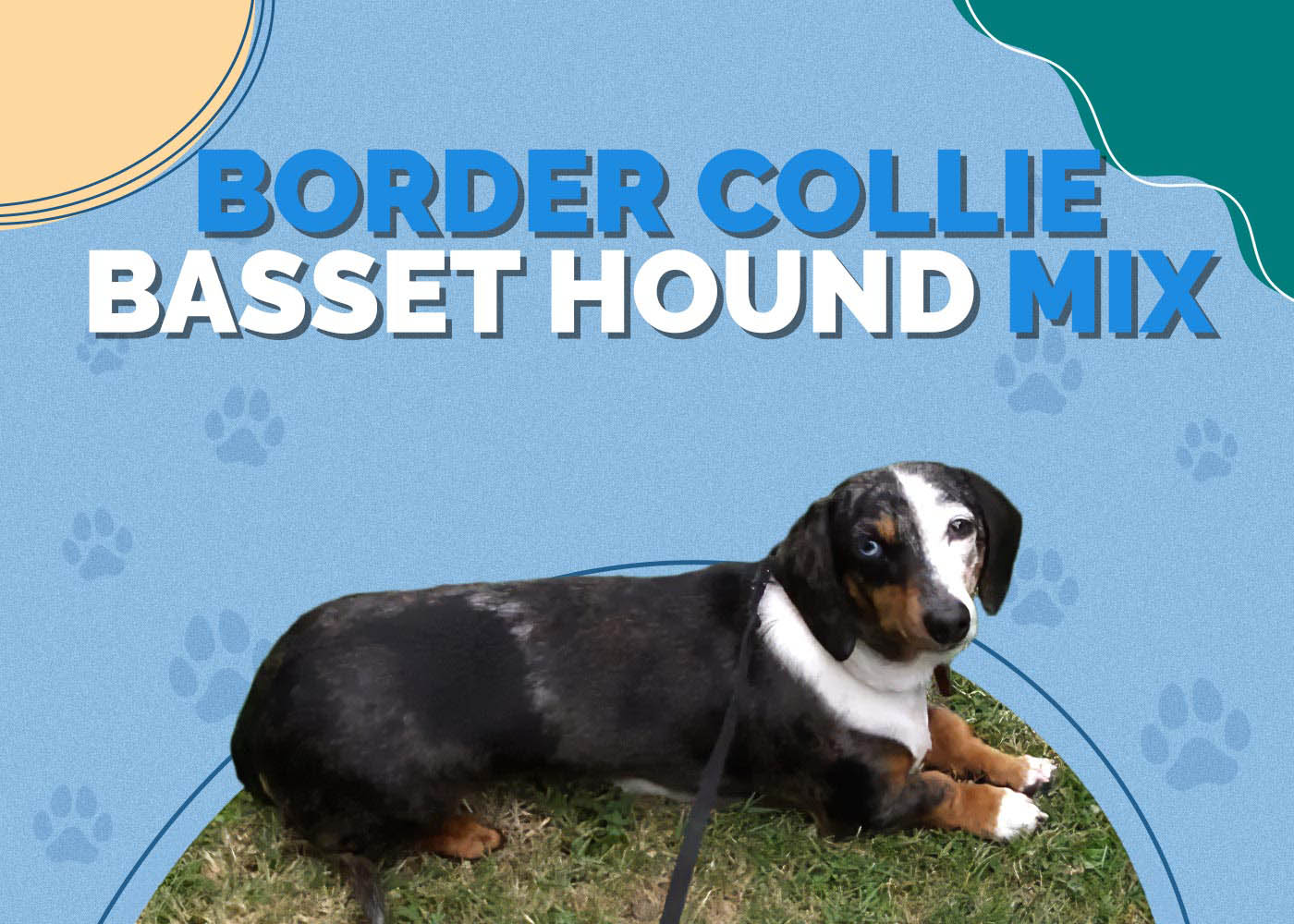 Border Collie Basset Hound Mix: Info, Pictures, Characteristics & Facts ...