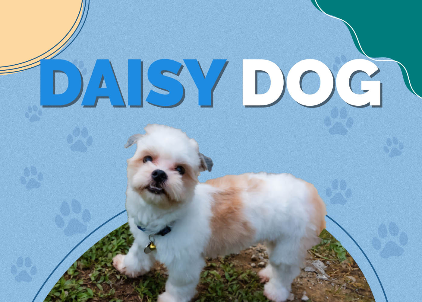 Daisy Dog: Info, Pictures, Characteristics & Facts | Hepper