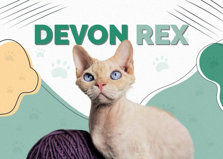 Devon Rex Cat Breed: Info, Pictures, Care, Traits & Facts | Hepper