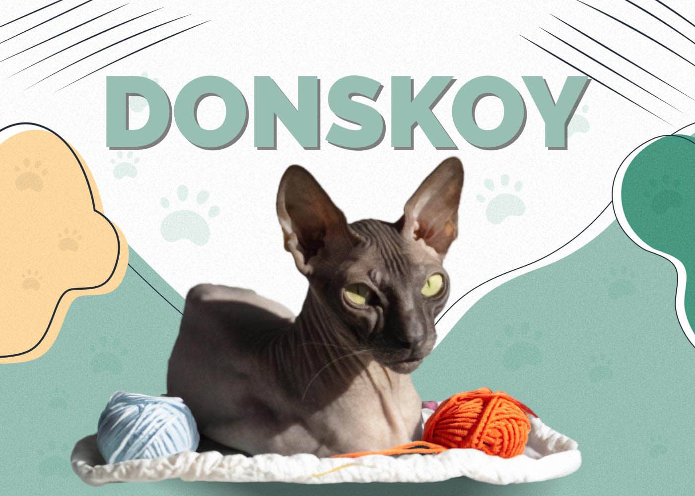 Donskoy Cat: Info, Pictures, Characteristics & Facts | Hepper