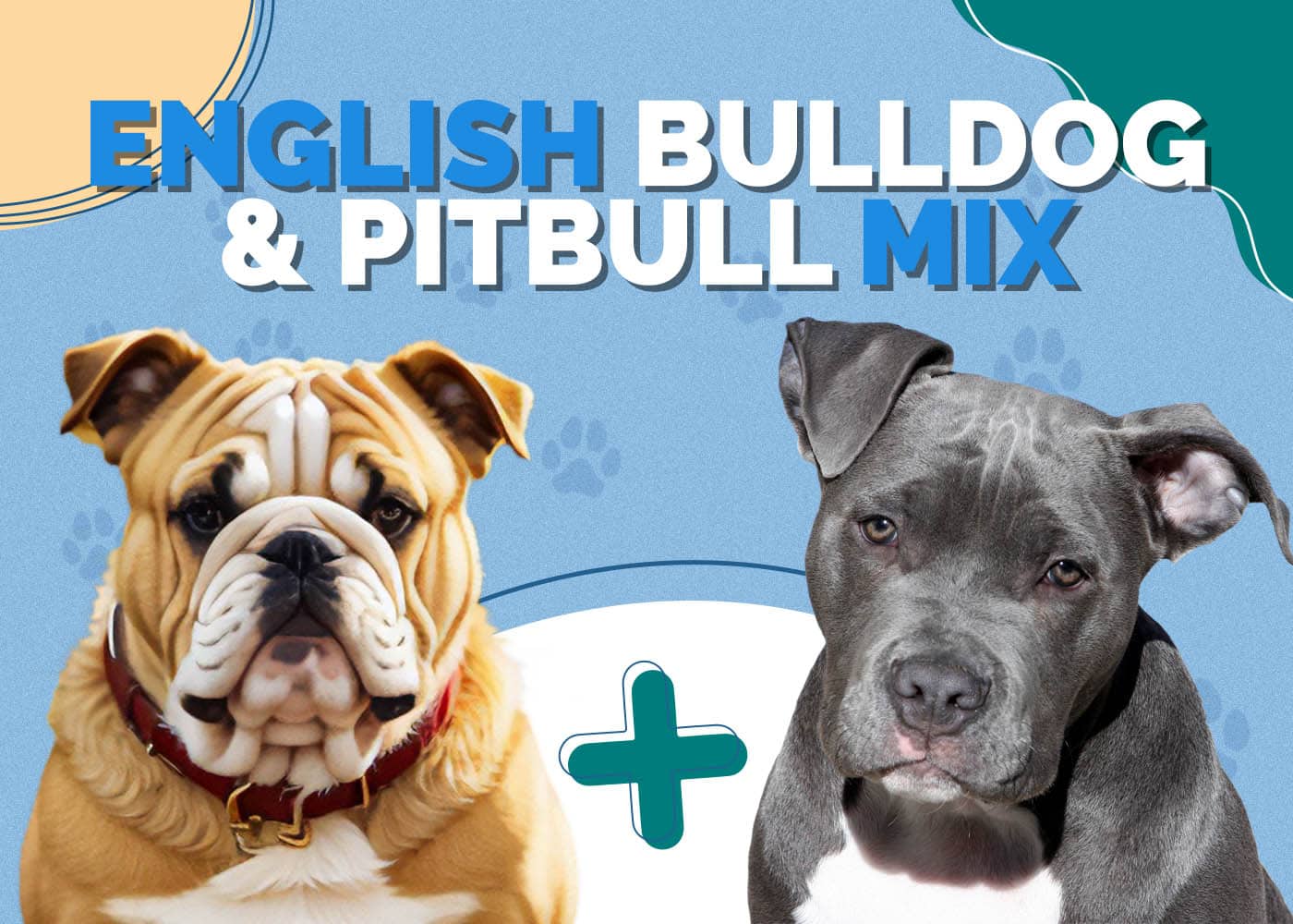 English Bulldog & Pitbull Mix: Info, Pictures, Facts, Traits | Hepper