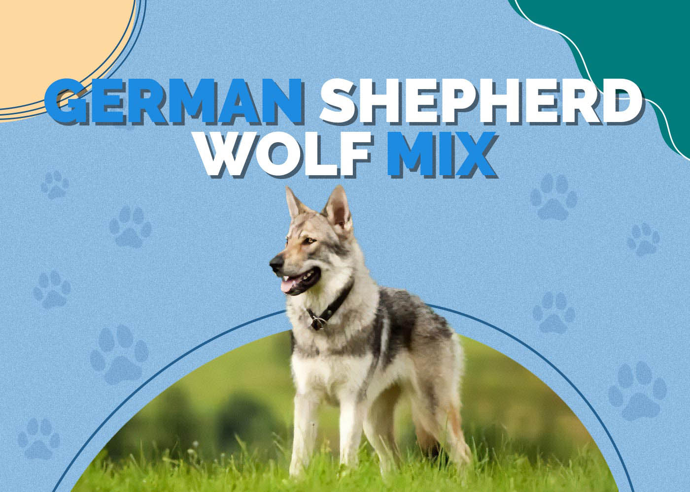 Wolf Hybrid German Shepherd