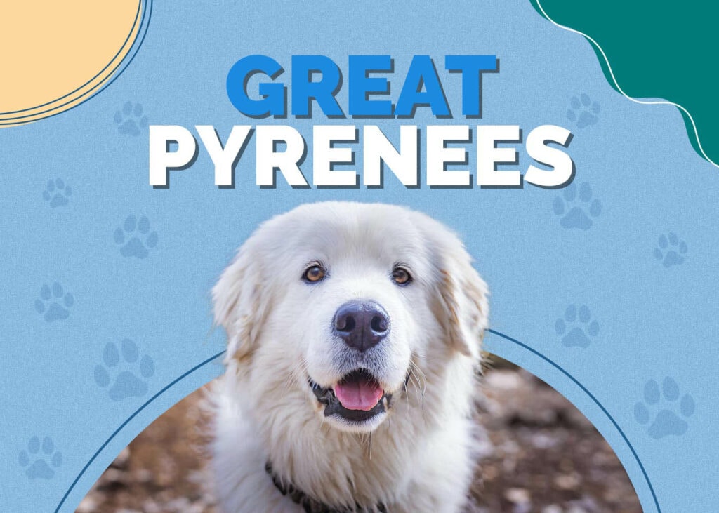 Great Pyrenees Dog Breed: Info, Pictures, Characteristics & More | Hepper