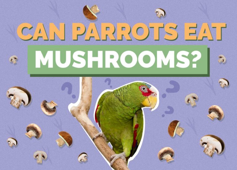 Can Parrots Eat Mushrooms Vet Reviewed Facts And Faq Hepper