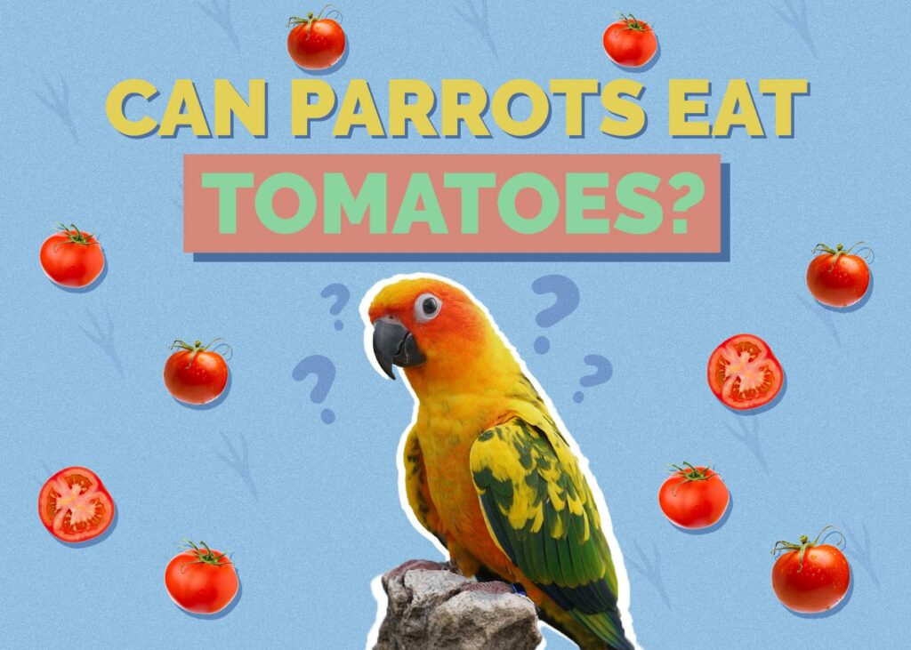 Can Parrots Eat Tomatoes Vet Approved Facts And Faq Hepper