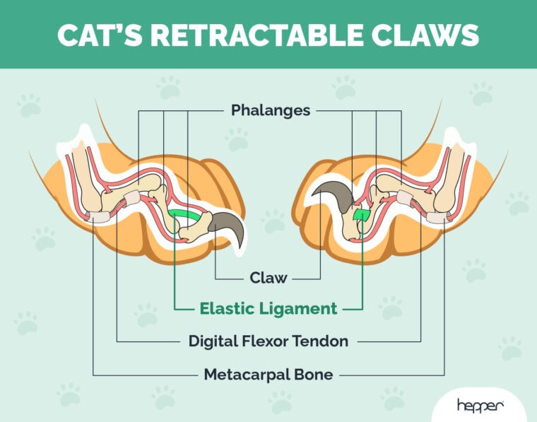 How Do Cat Claws Retract? Vet-Reviewed Cat Anatomy | Hepper