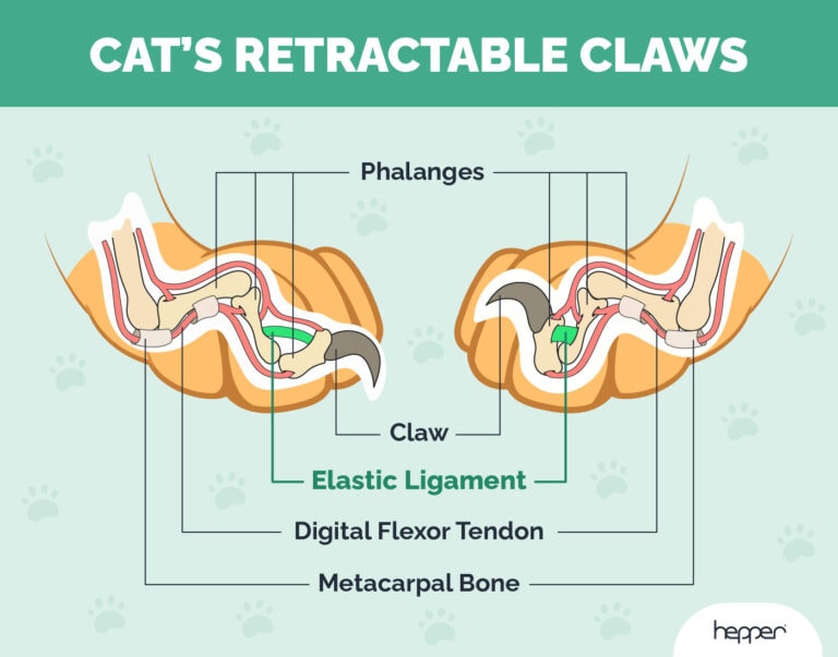 How Do Cat Claws Retract? Vet-Reviewed Cat Anatomy | Hepper