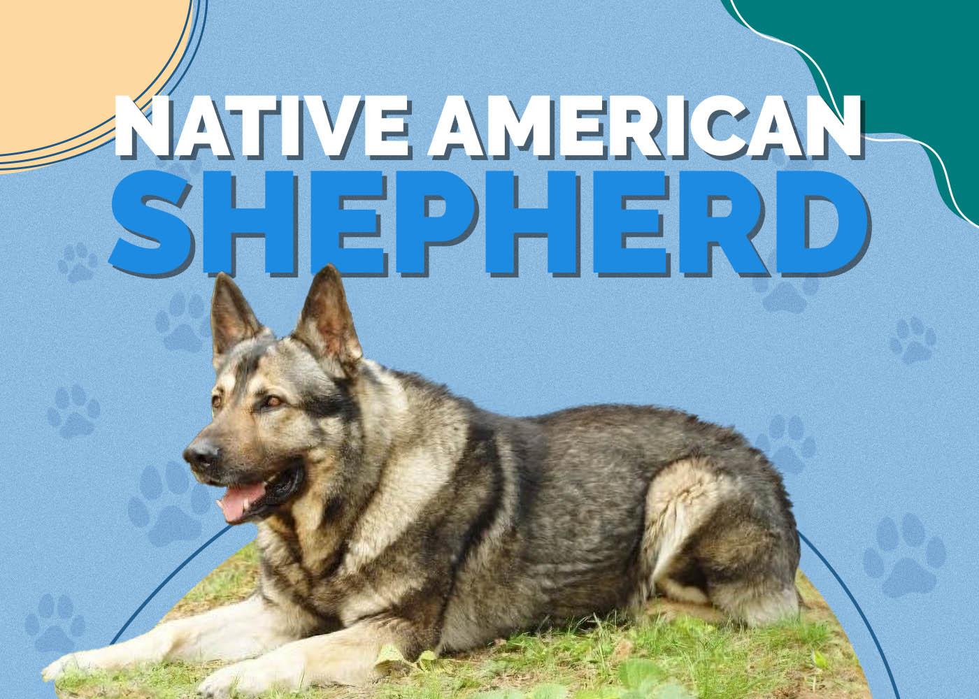 Native American Shepherd Dog