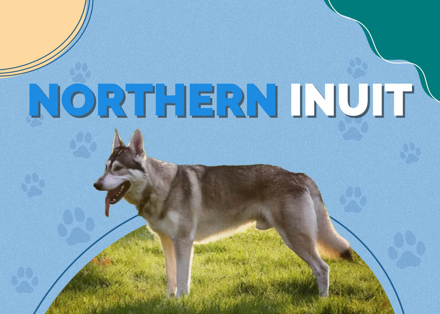 Northern Inuit Dog: Info, Pictures, Characteristics & More | Hepper
