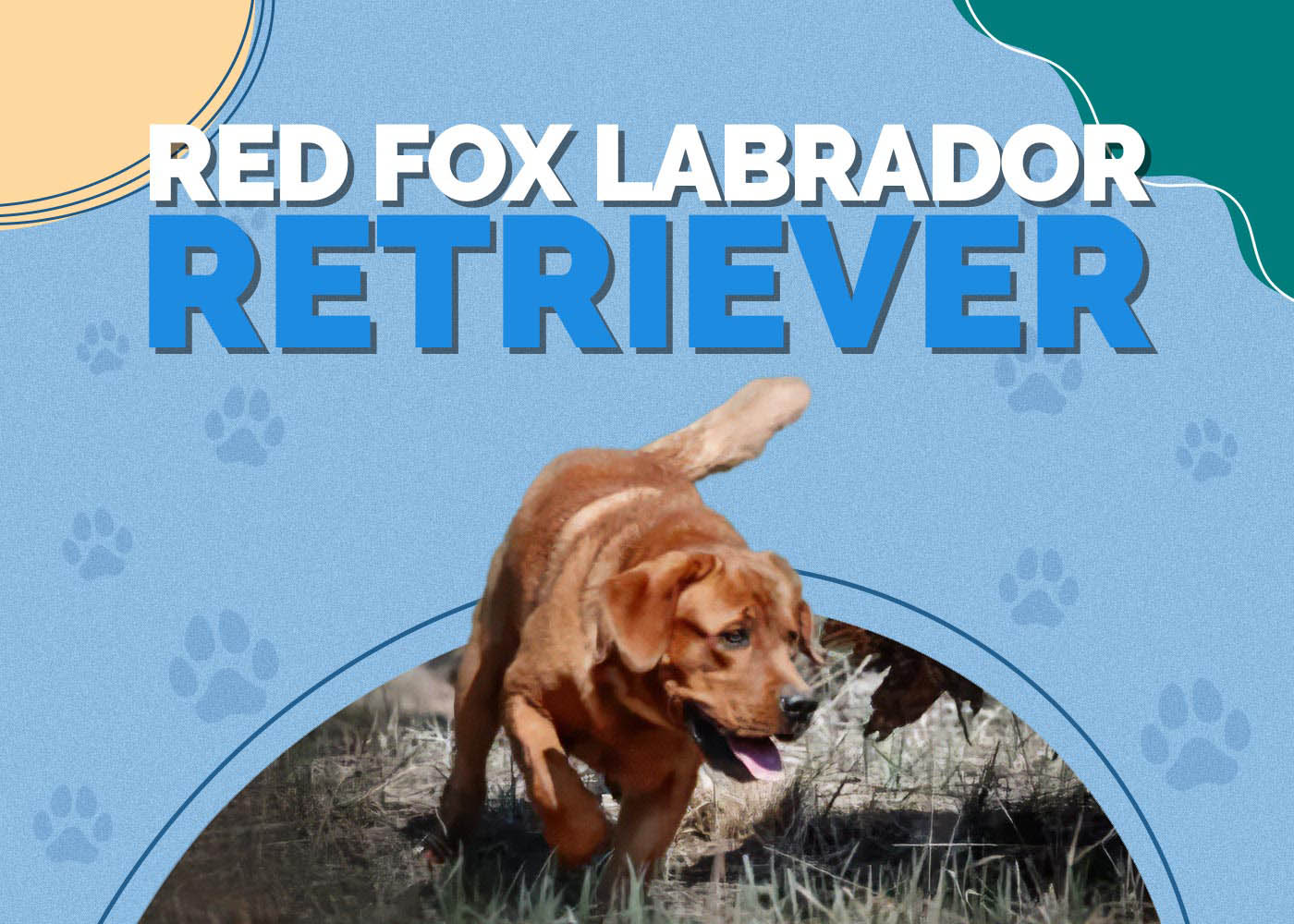 Red Fox Labrador Retriever: Breed Info, Pictures & Traits | Hepper