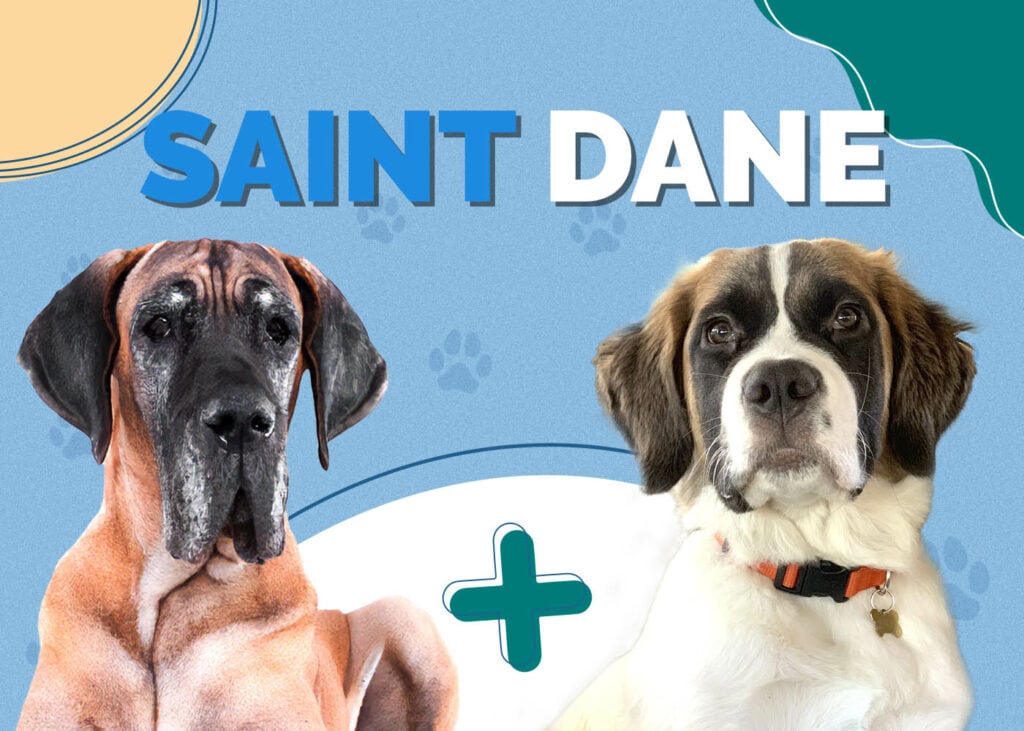 Saint Dane (Saint Bernard & Great Dane Mix): Info, Pictures ...