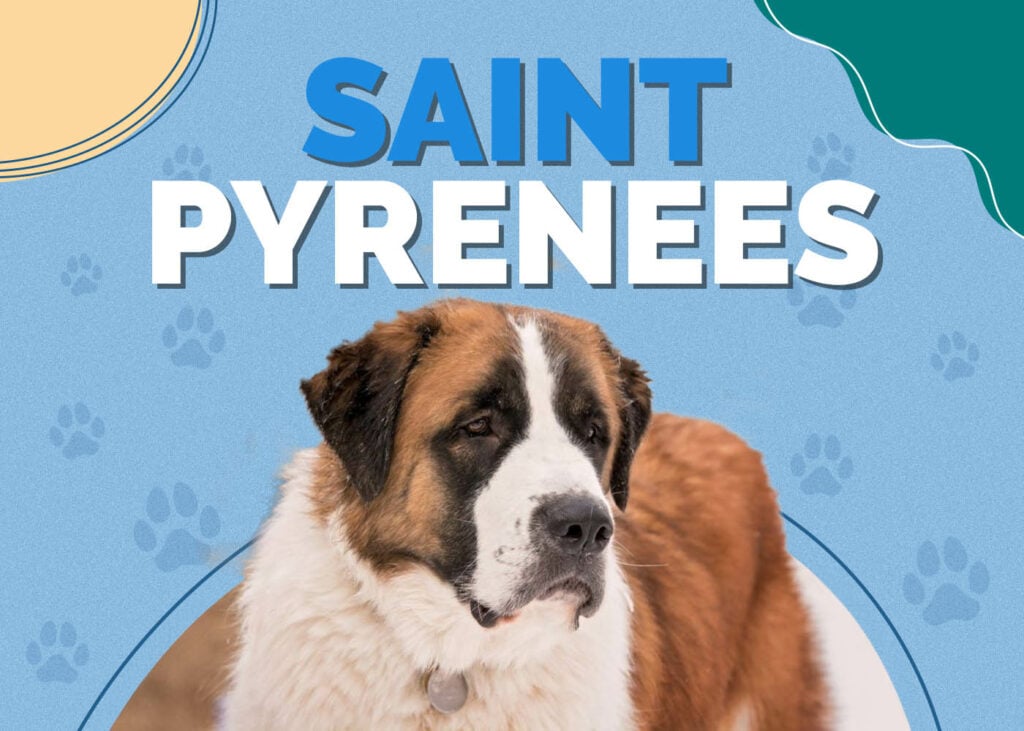Saint Pyrenees (Great Pyrenees & Saint Bernard Mix): Info, Pictures ...