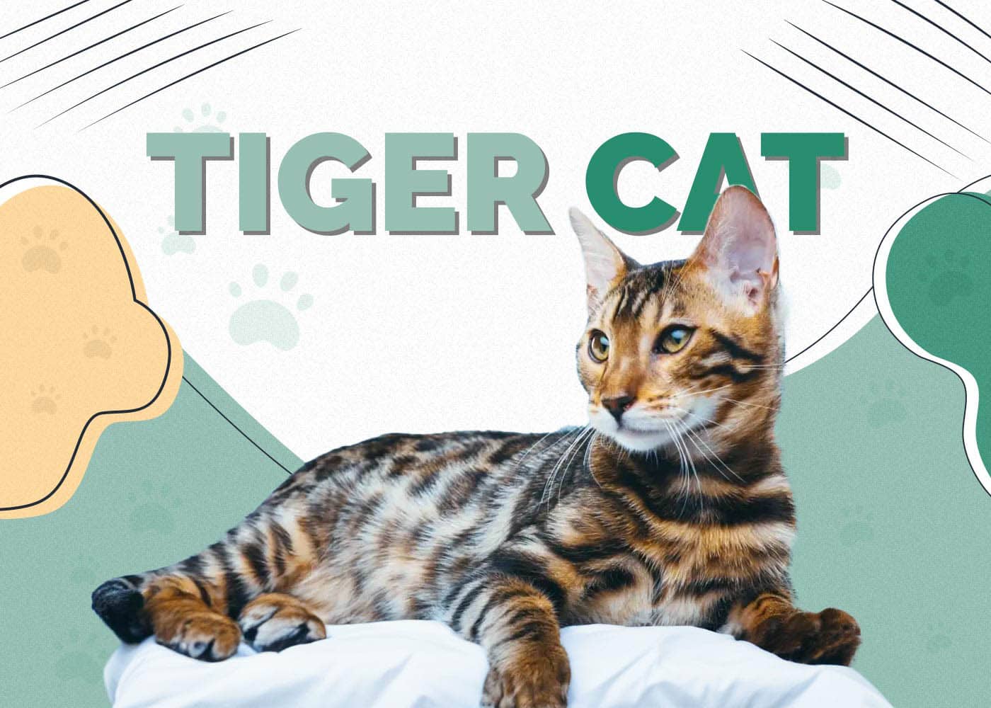 Tiger Cat Breed: Info, Pictures, Care, Traits & Facts | Hepper