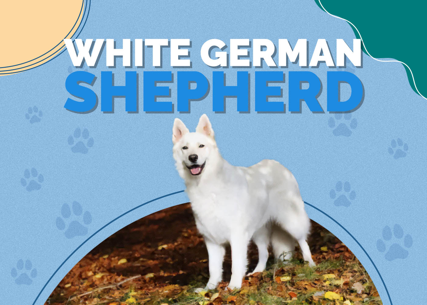 White German Shepherd Puppy