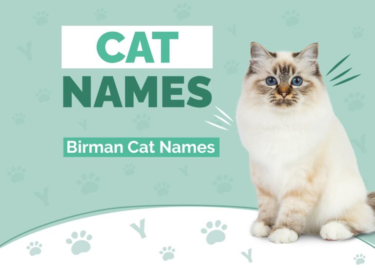 115+ Birman Cat Names: Our Top Picks for Your New Kitty | Hepper