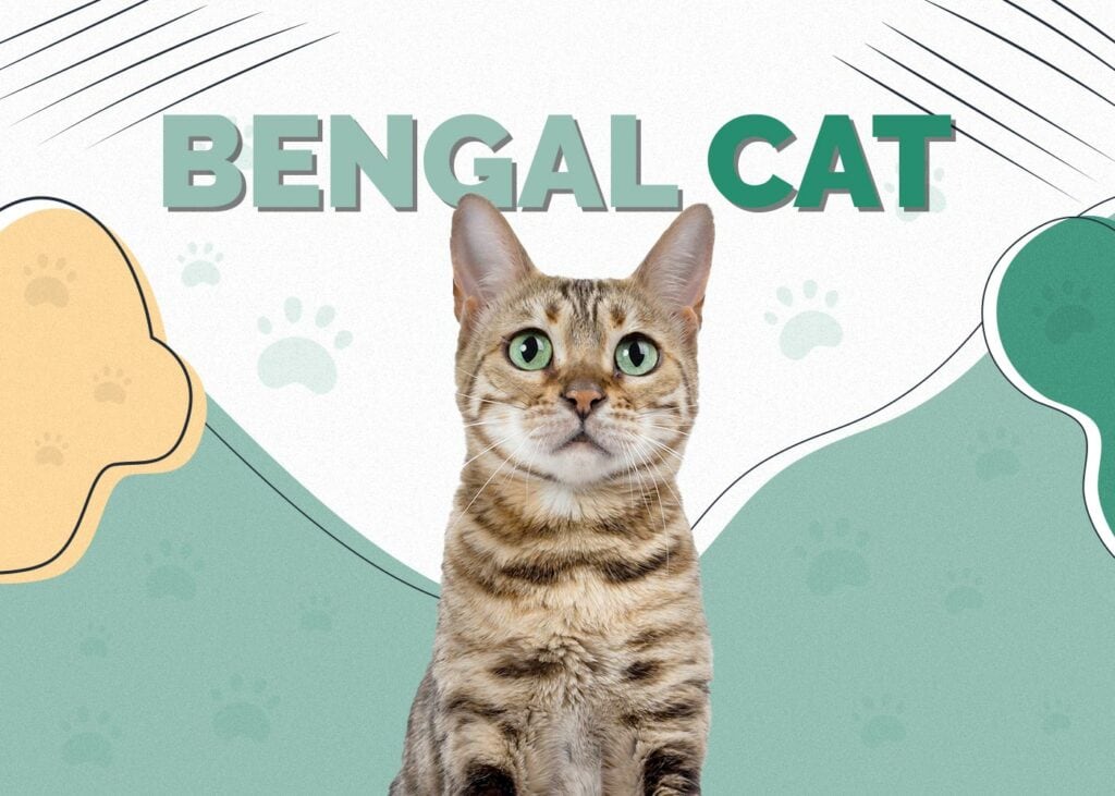 Bengal Cat: Breed Info, Pictures, Care, Traits & Facts | Hepper