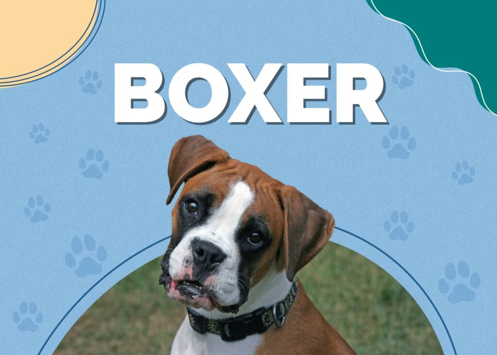 Boxer Dog Breed: Info, Pictures, Traits & Facts | Hepper
