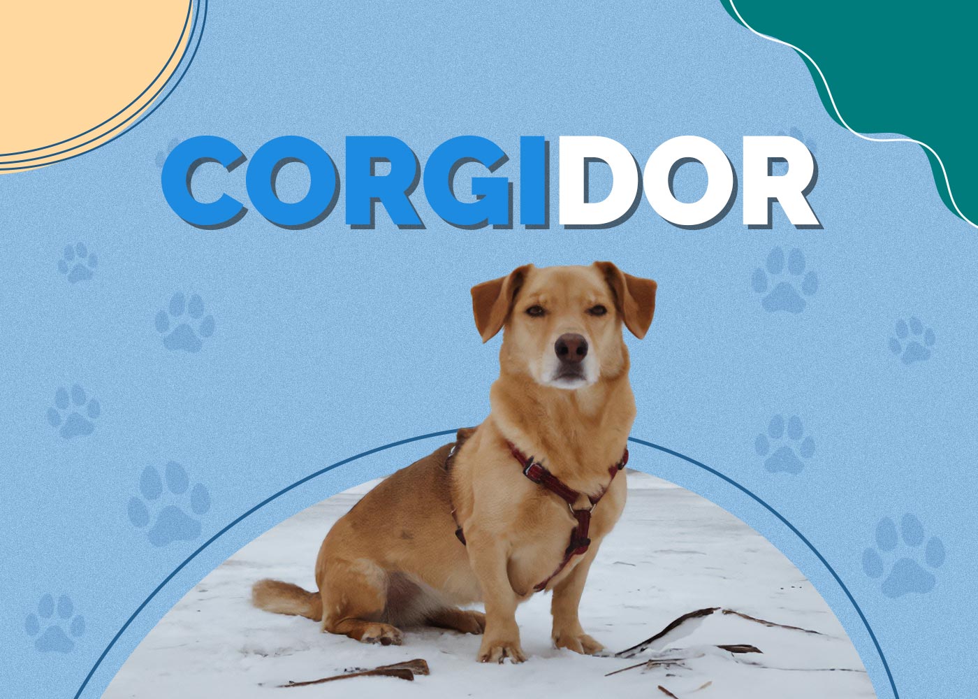 Corgidor (Labrador & Corgi Mix) Info, Pictures, Facts, Traits | Hepper