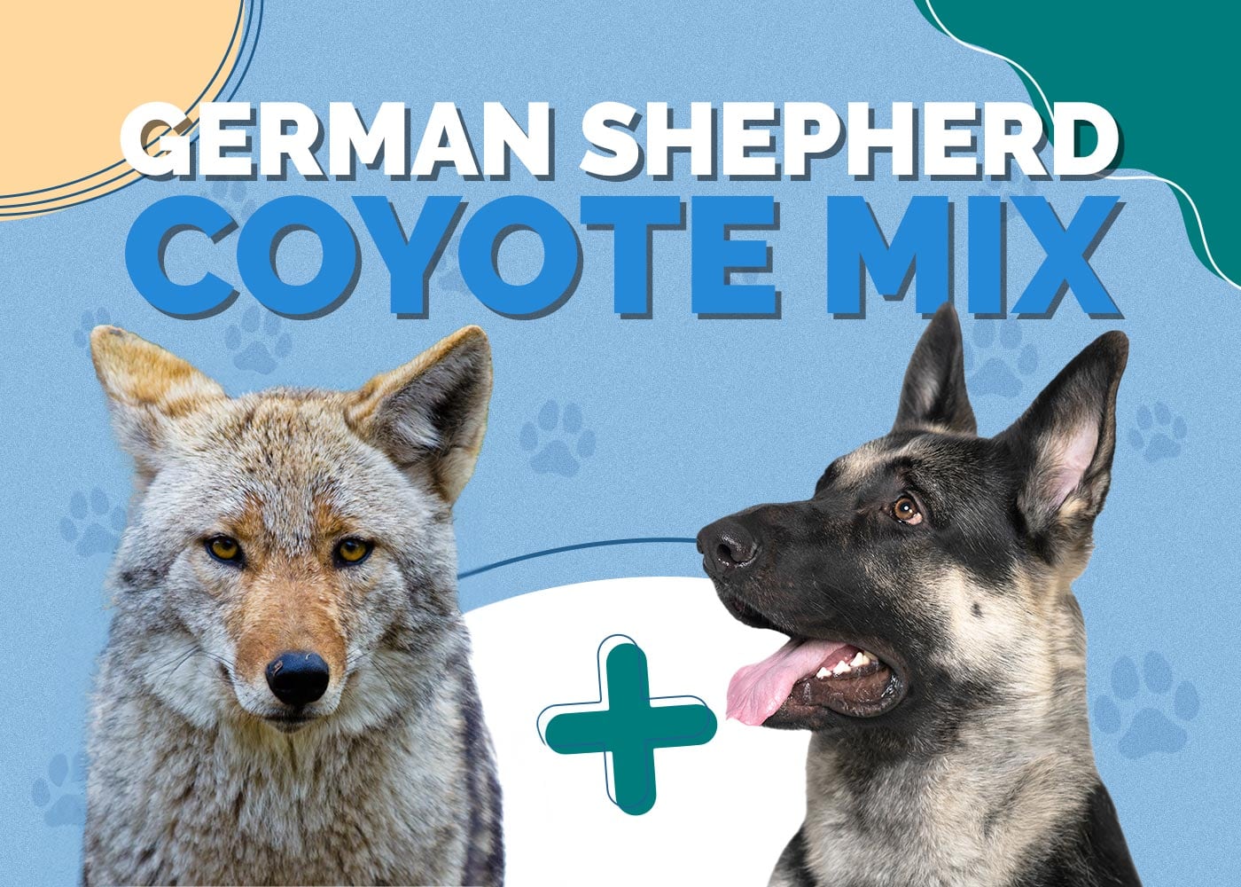 Coyote German Shepherd Mix