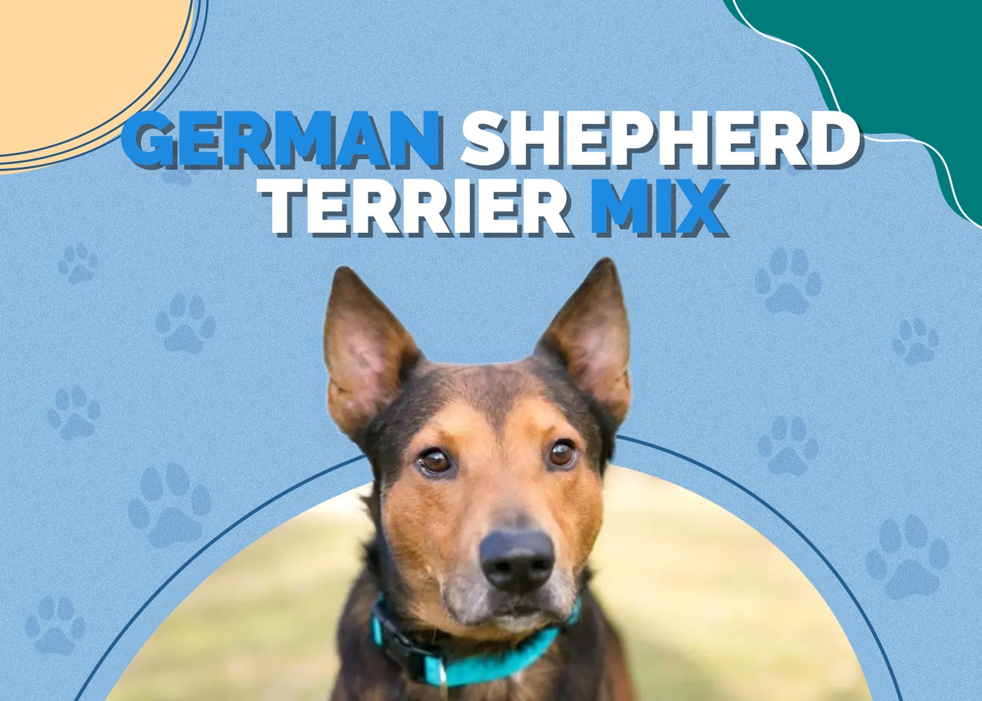 German Shepherd Terrier Mix Info: Pictures, Temperament & Traits | Hepper