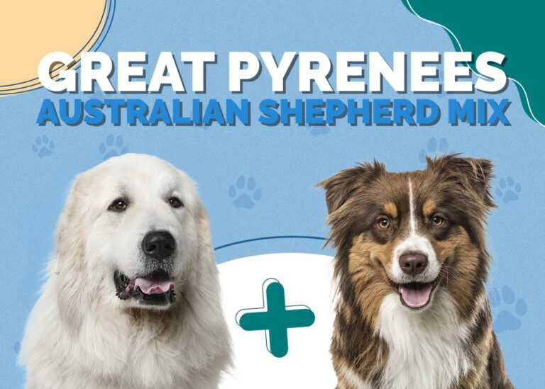Great Pyrenees Australian Shepherd Mix Pet Breed Info: Pictures ...