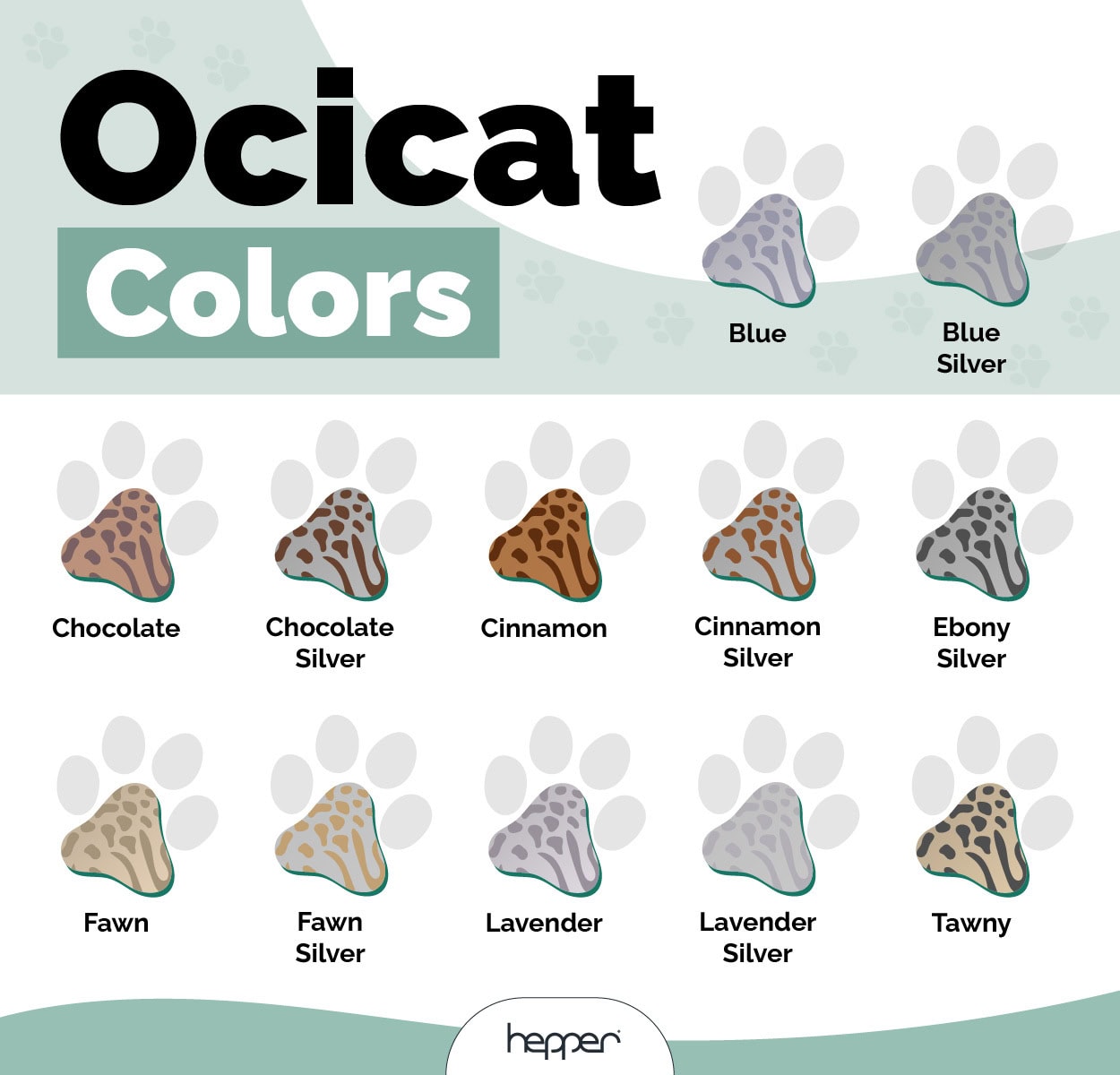 12 Ocicat Cat Colors (With Pictures) | Hepper