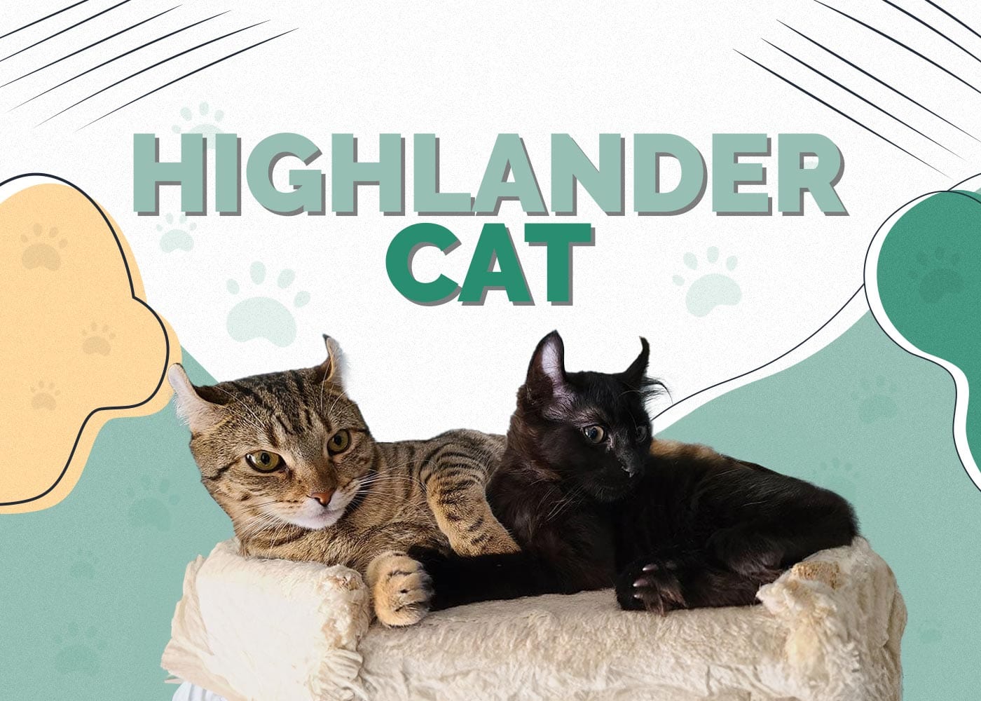 Highlander Cat: Pictures, Temperament & Traits | Hepper