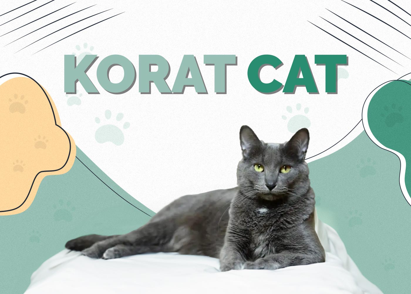 Korat Cat: Breed Info, Pictures, Care, Traits & Facts | Hepper