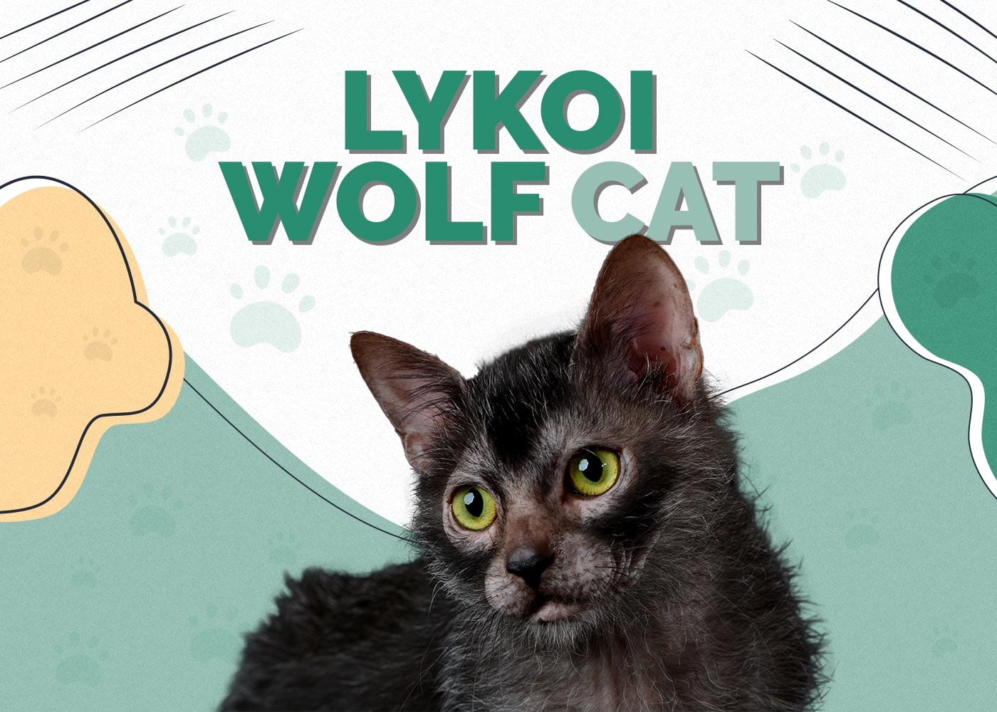Lykoi Wolf Cat: Breed Info, Pictures, Temperament & Traits | Hepper
