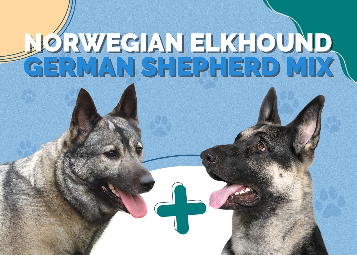 Norwegian Elkhound German Shepherd Mix: Info, Pictures, Characteristics ...