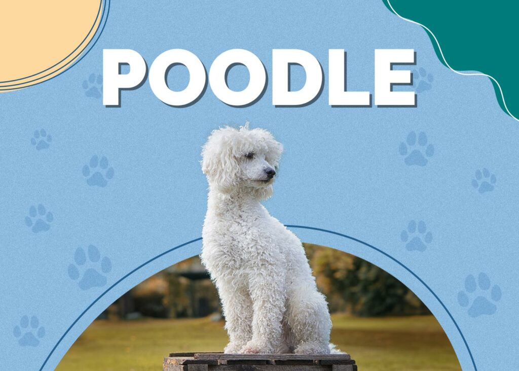 Poodle Dog Breed Info: Pictures, Characteristics & Facts | Hepper
