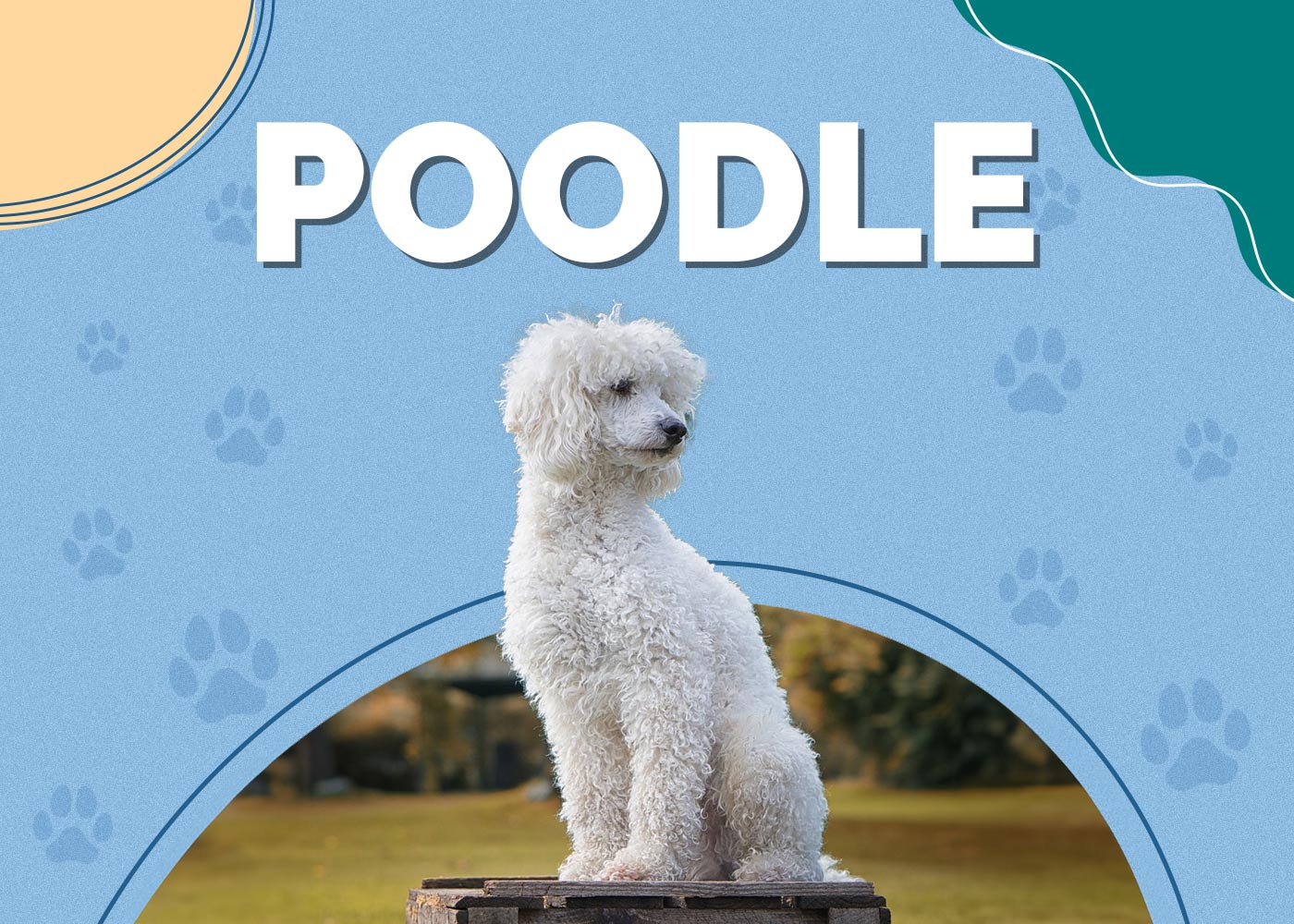 Poodle Dog Breed Info: Pictures, Characteristics & Facts | Hepper