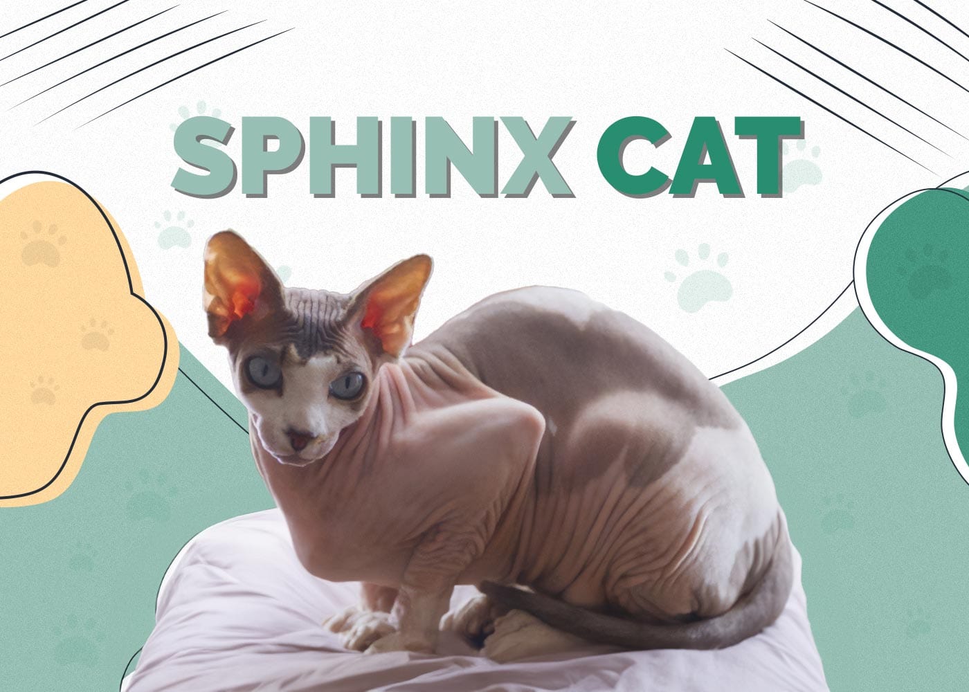 Sphynx Cat (Hairless) Breed: Info, Pictures, Care, Traits & Facts | Hepper