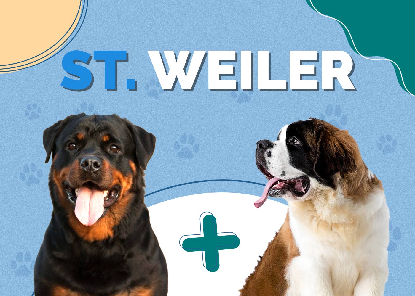 St. Weiler (St Bernard & Rottweiler Mix) Info, Pictures ...