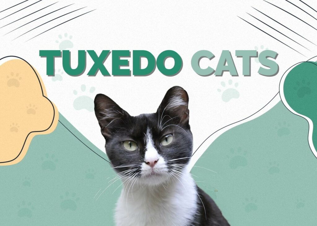 Tuxedo Cats: Breed Info, Pictures, Temperament & Traits | Hepper