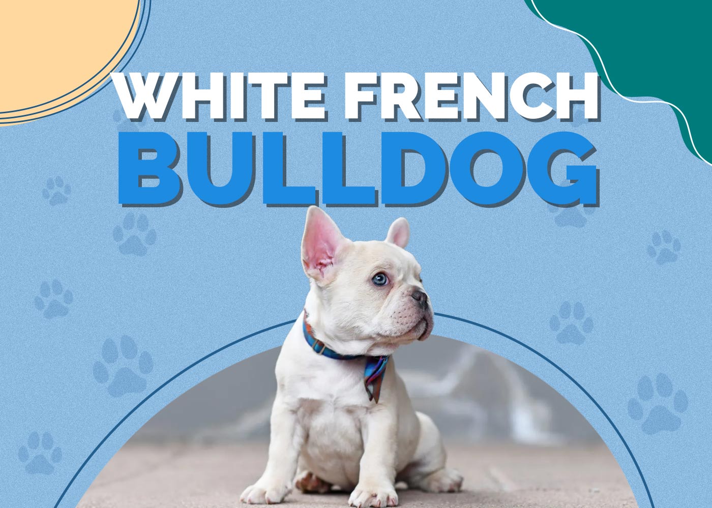 White French Bulldog: Info, Pictures, Traits, & Facts | Hepper White French Bulldog: Info, Pictures, Traits, & Facts | Hepper