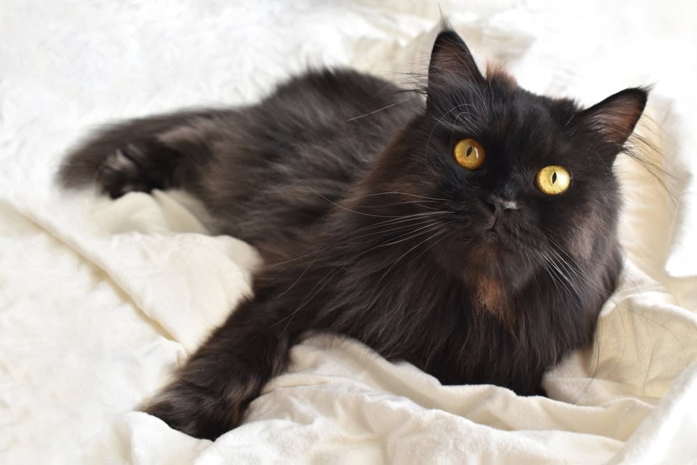 History of Black Cats: How They Become a Superstitious Symbol | Hepper