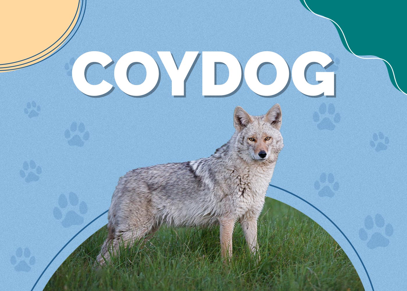 Coydog (Canid Hybrid): Mixed Breed Info, Pics, Traits, and Facts | Hepper