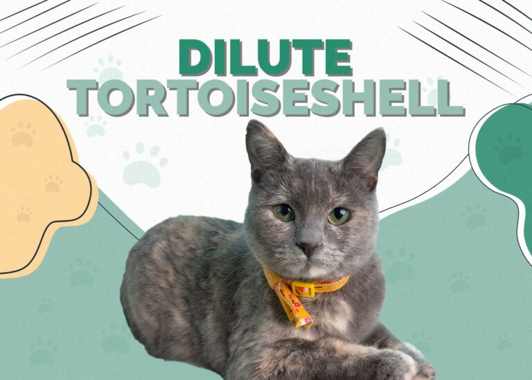 Dilute Tortoiseshell Cat: Facts, Origin & History (With Pictures) | Hepper