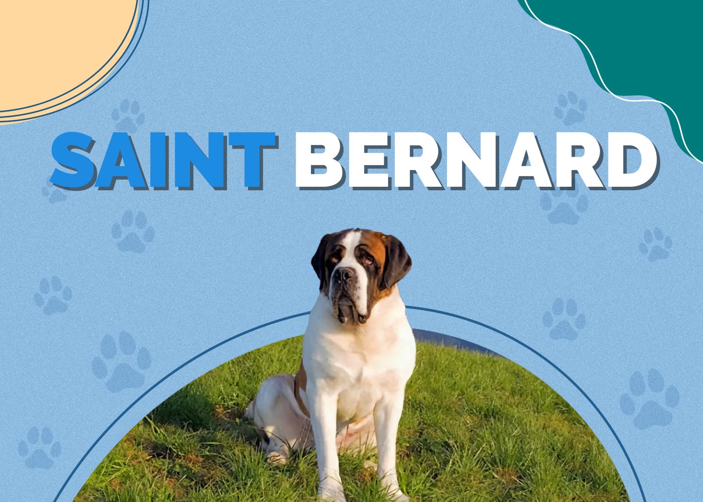Saint Bernard | Dog Breed Info: Pictures, Personality & Facts | Hepper