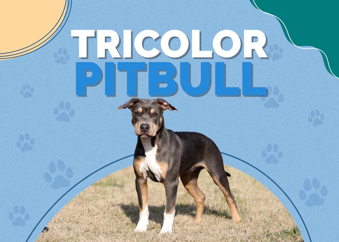 Black Tri Color Pitbulls