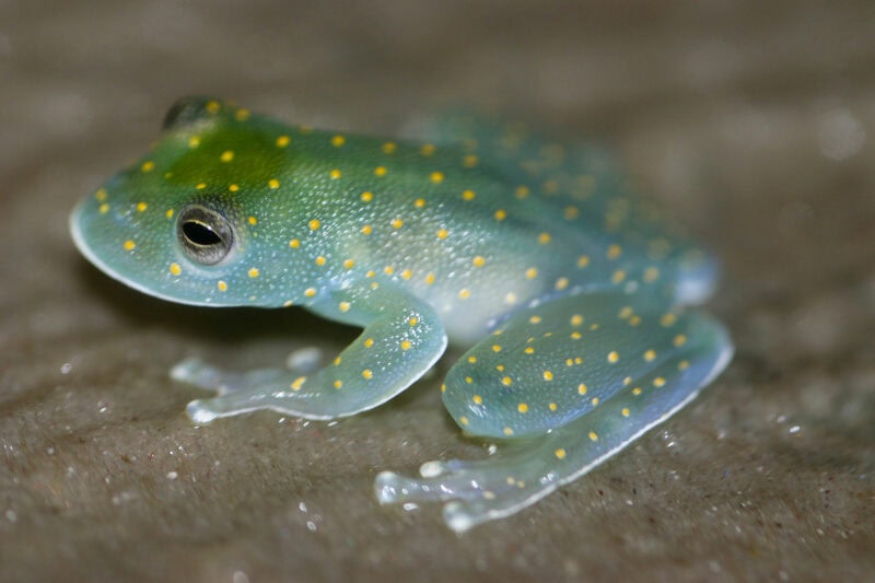 5 Types of Glass Frogs (With Info & Pictures) | Hepper