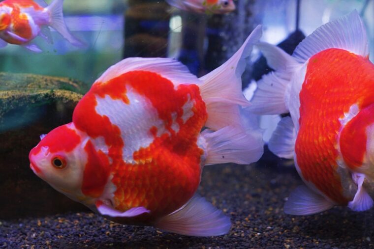 29 Types of Goldfish Breeds: Identification Guide (With Info & Pictures ...