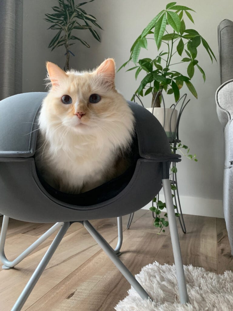 Hepper: Pet Supplies Loved By Cats, Dogs & Veterinarians