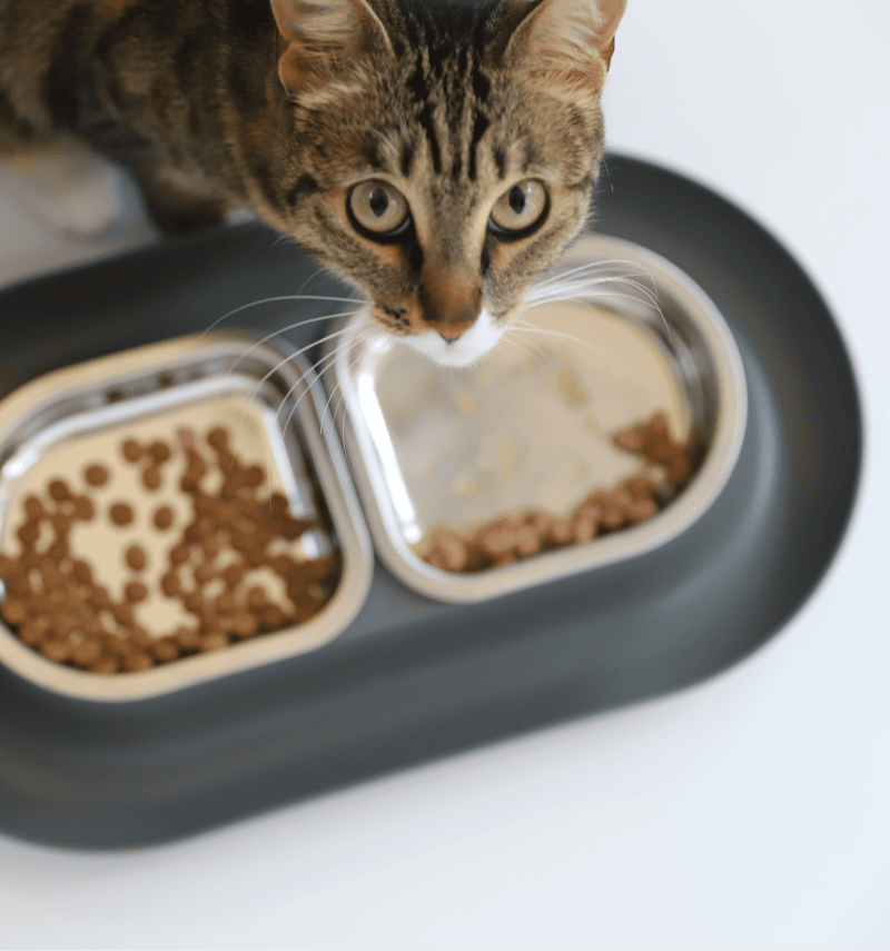 Hepper: Pet Supplies Loved By Cats, Dogs & Veterinarians